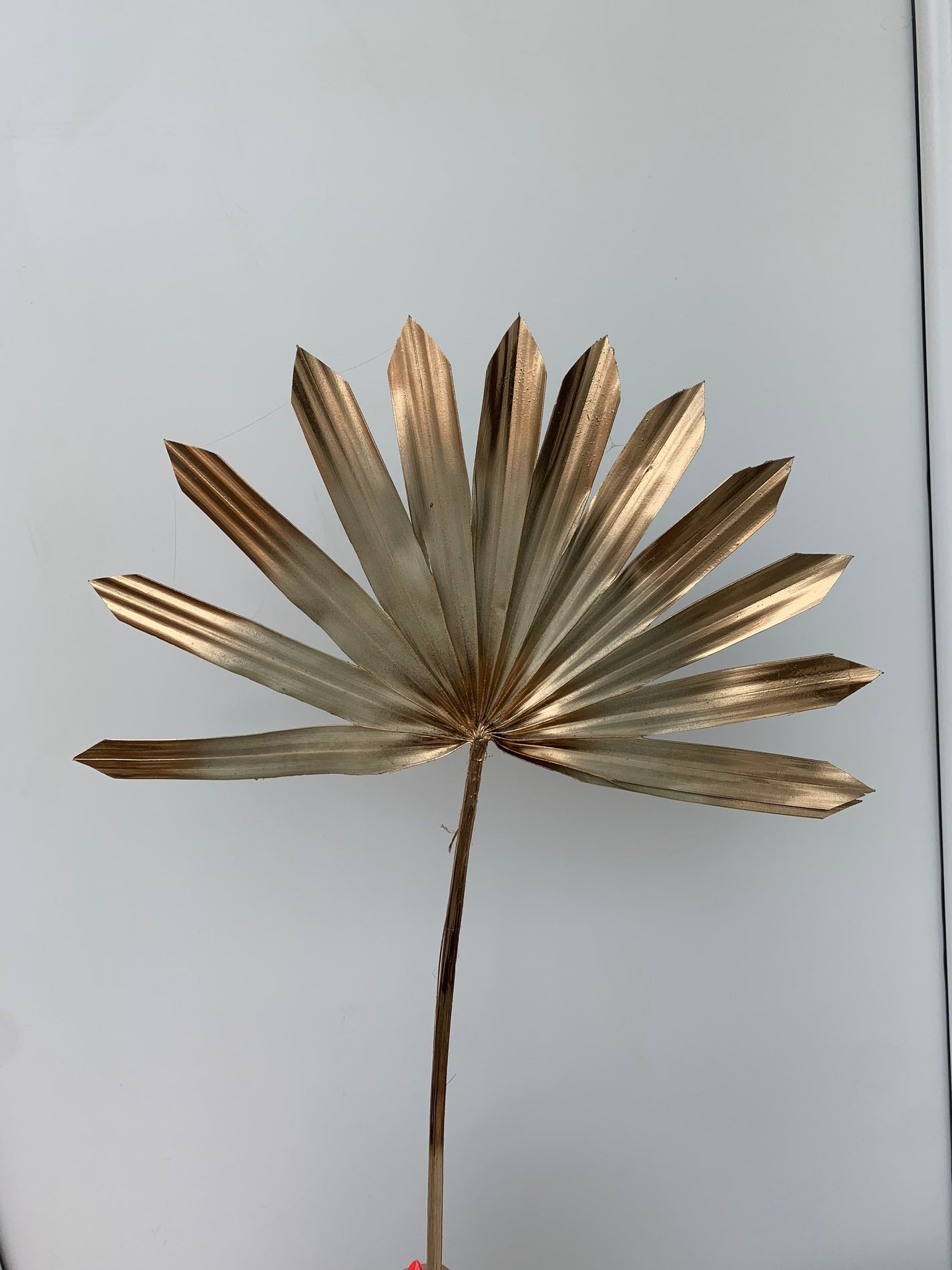 Natural with Gold edges sun palm leaf / palm leaves/ palm spears / cak ...